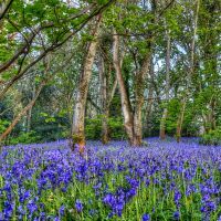 Let's Ride - WATFORD CYCLE HUB: MERLIN WOOD BLUEBELL MAGIC