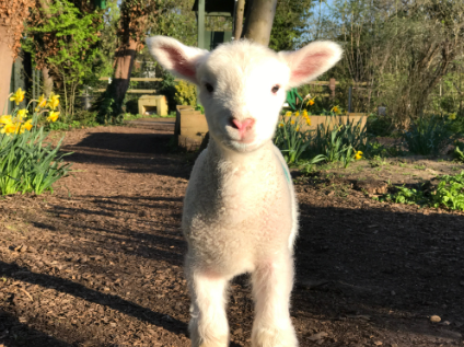 Let's Ride - Family Ride: Sutton Bike Hub (Rosehill Park West) to Deen ...