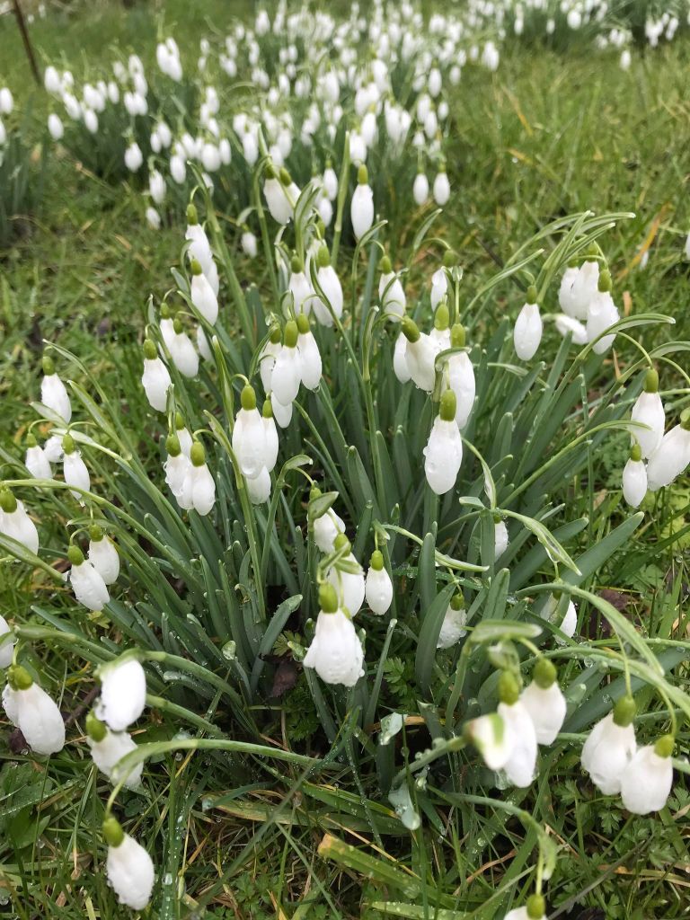 Let's Ride - Snowdrop Ride