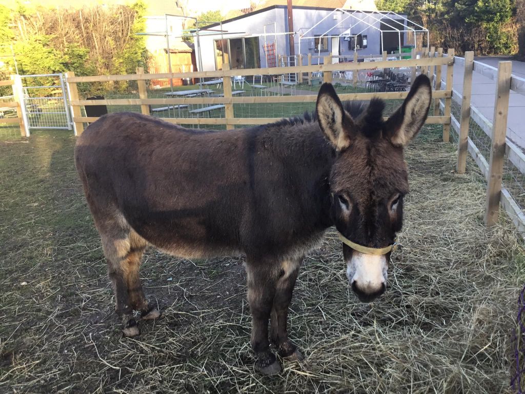 Let's Ride - Donkey Cafe along the foreshore (green)
