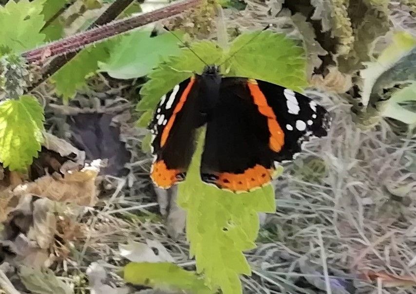 Let's Ride - Southwark Butterfly Count Ride 2024