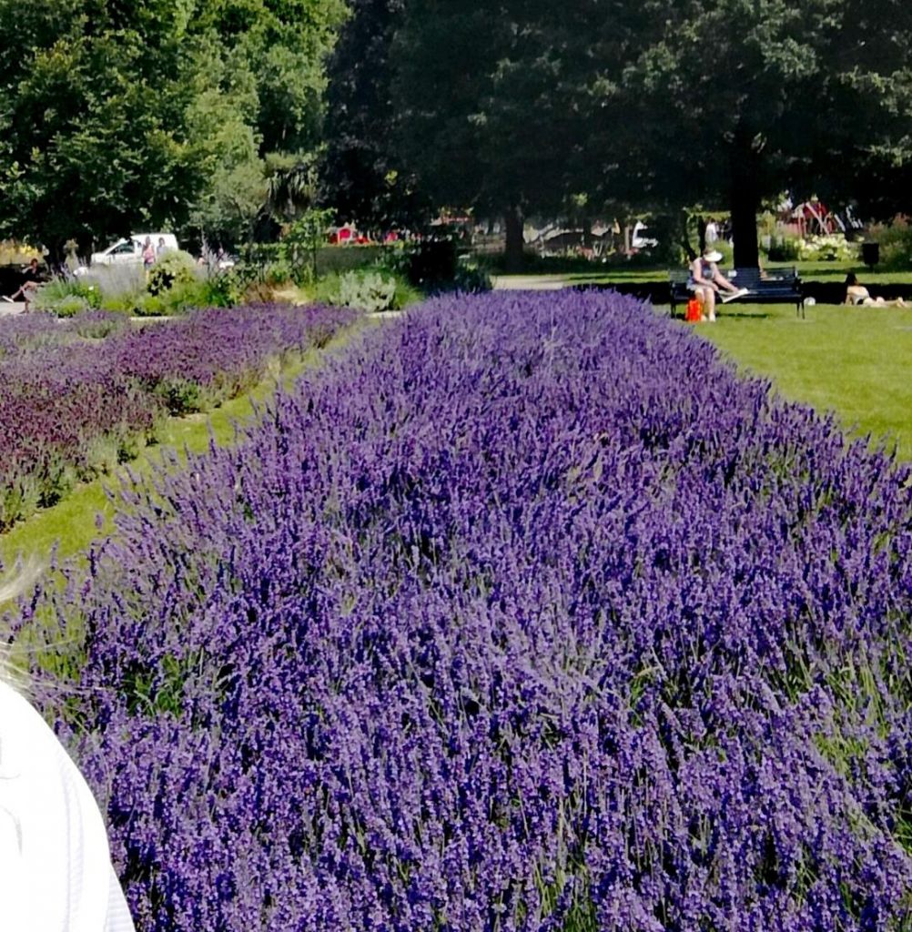Let's Ride - Sunday Saunter to the Lavender in Vauxhall Park