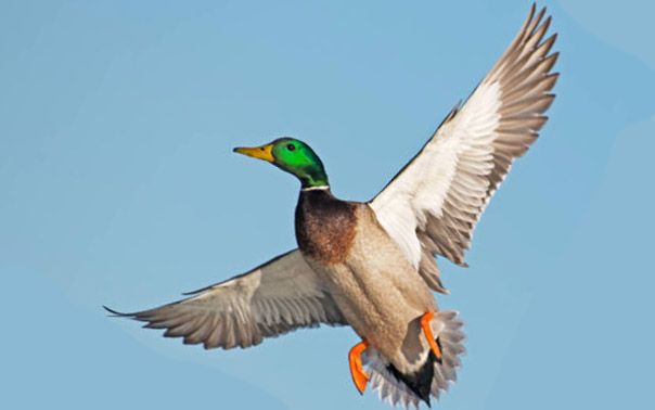 Let's Ride - The Ride of the Wild Duck