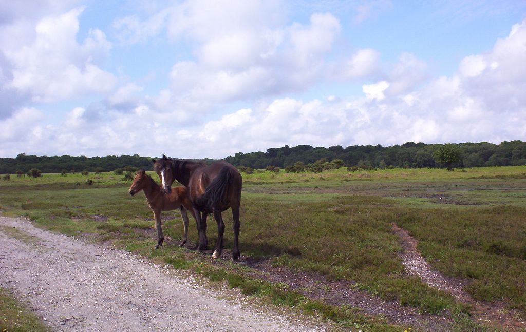 Let's Ride - New Forest Road Ride