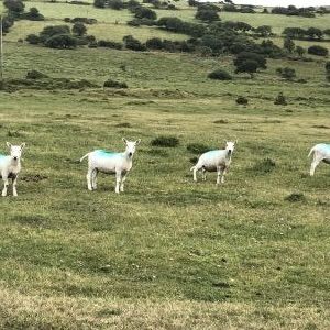 Let's Ride - Blisland to the Hilltop Cafe
