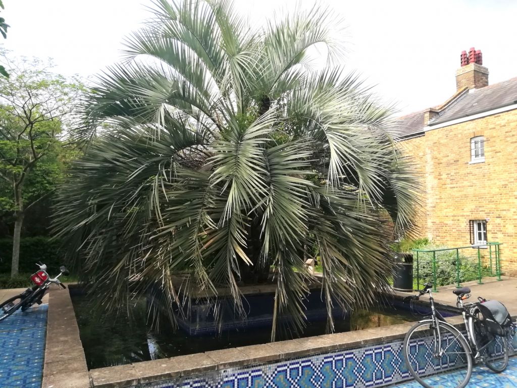 Let's Ride - Great Trees Ride - Southwark Healthy Ride